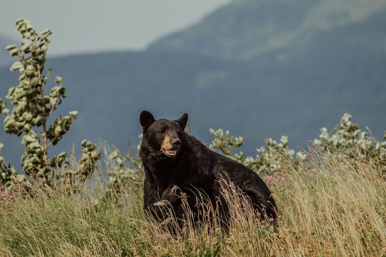 How Fast Can A Bear Run: The Ultimate Guide To Keep You Safe | Camping ...